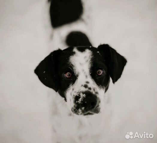 Собака Ванечка в добрые руки