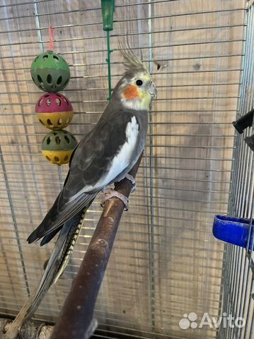 Попугай корелла самец