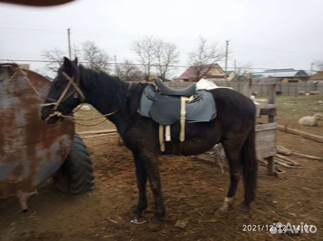 Домашние животные
