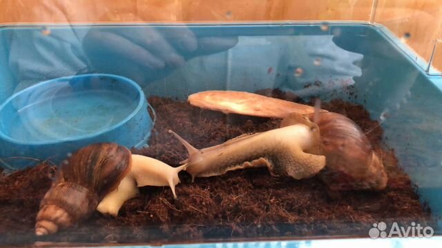 Улитки ахатины