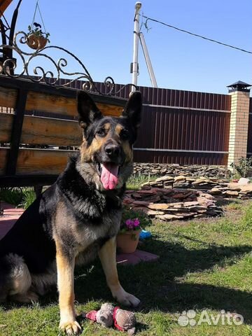 Кобель вео на случку