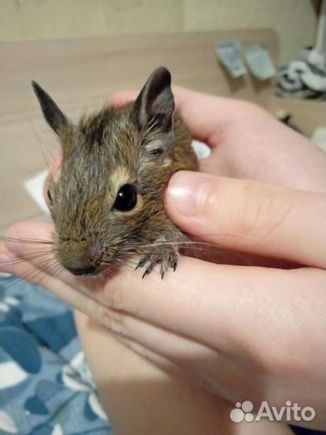 Дегу бельчата