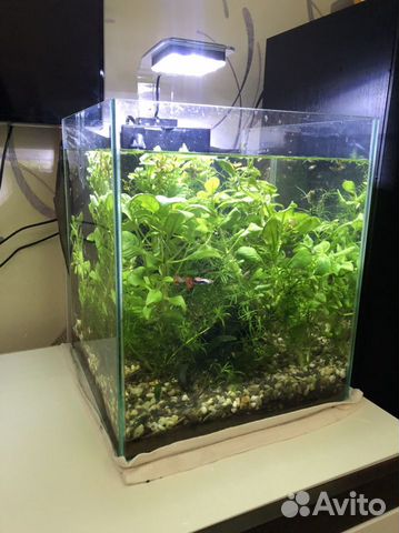 Аквариум