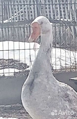 Продам гуся на племя