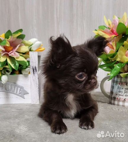 Шоколадная девочка чихуа хуа