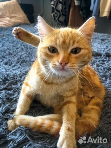 Рыжий, пушистый котенок