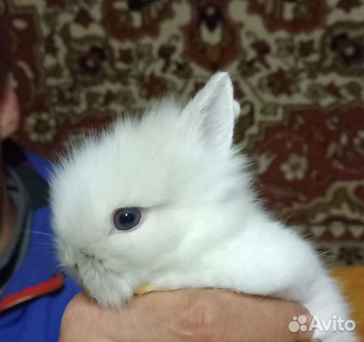 Декоративные кролики