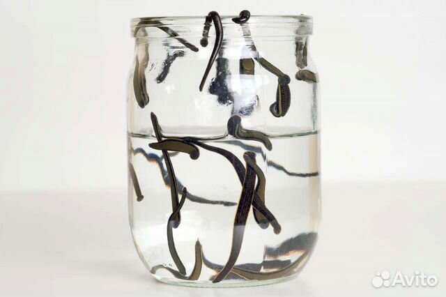 Пиявки медицинские