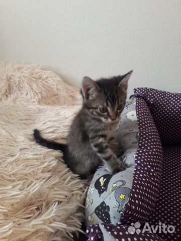 Котик бесплатно