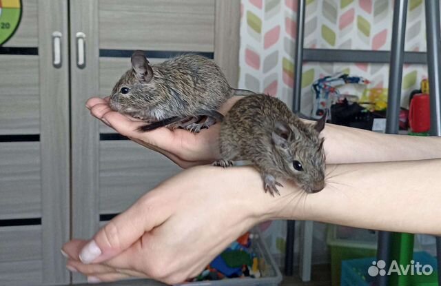 Дегу 2 девочки