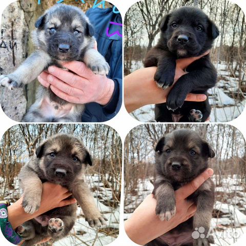 Спасите маленьких щенят