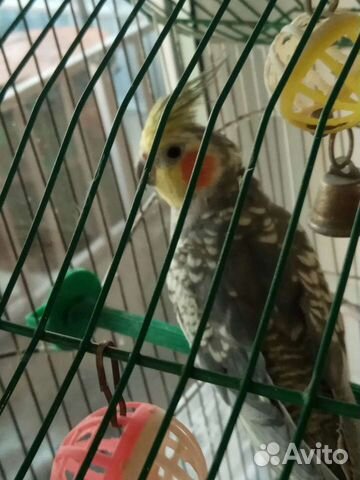 Попугай Корелла