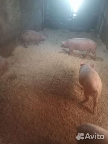 Поросенок ландрас