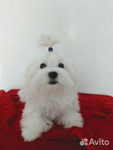 Мальтезе щенки