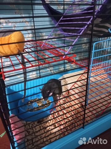 Крыса дамбо