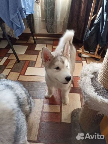 Лайка аляскинский маламут