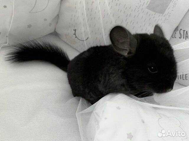 Шиншилла, 2 месяца (девочка)