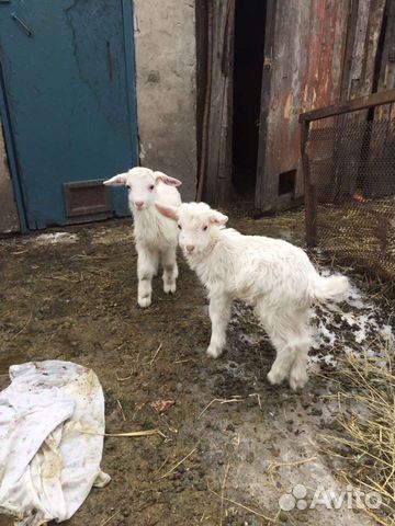 Продам козленка мальчика от высокоудойной козы