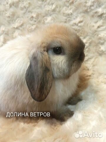 Кролик минилоп сиамский девочка