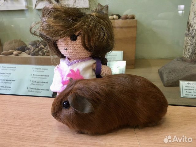 Морские свинки, малыши