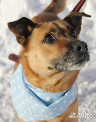 Заглядывает в глаза, умоляет спасти