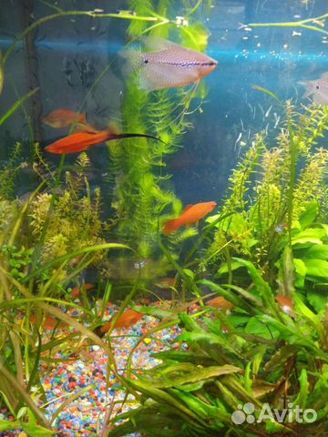 Меченосцы. Мальки