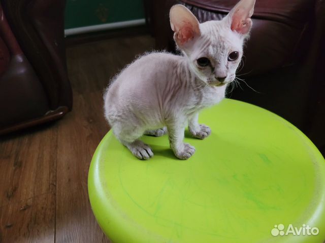 Котенок канадского сфинкса 6 тыс