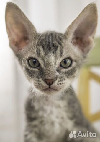 Канадский сфинкс девочка браш