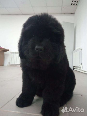 Щенки ньюфаундленда