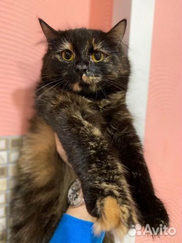 Кошечка Ася 2,5 года