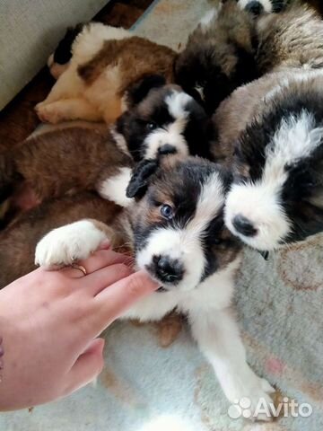 Щенки московской сторожевой