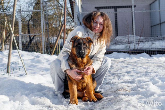 Щенки немецкой овчарки из питомника Радонеж