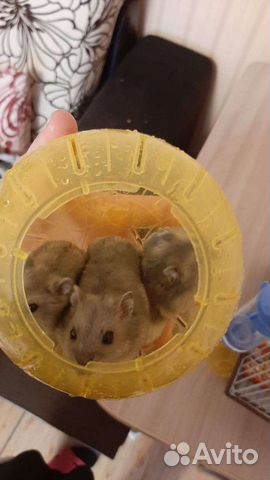 Джунгарский хомяк бесплатно