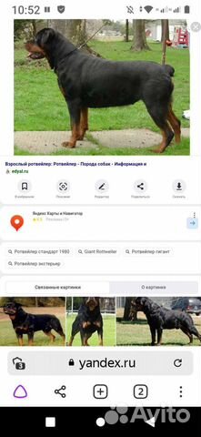 Щенки ротвейлера бесплатно