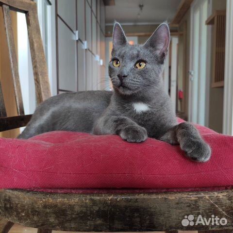 Серый котенок мальчик 9 месяцев