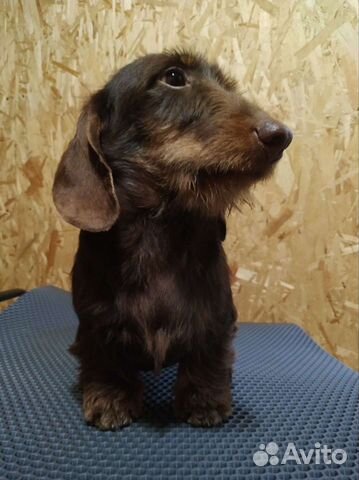 Миниатюрный жесткошёрстный кобелёк