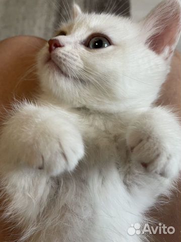 Серебристая шиншилла котик