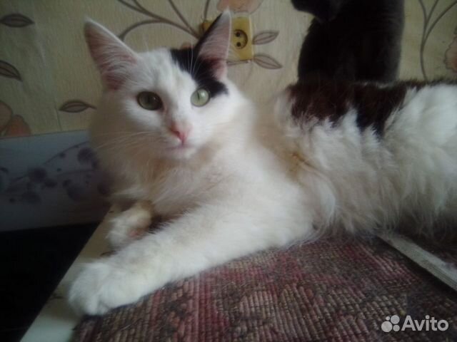 Котик, 8 мес., в добрые руки