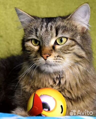 Кошке нужен дом