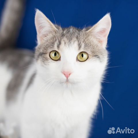 Котик Рафаэль, 1 год
