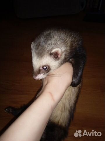 Хорек