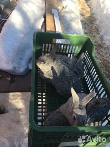 Кролики бельгийский великан