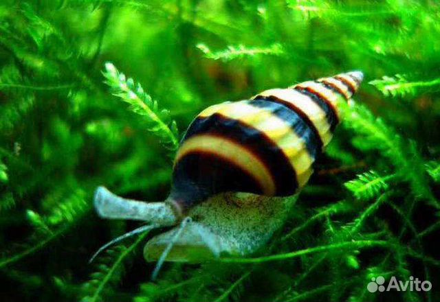 Красавица Хелена (ест катушек)