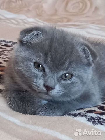 Шотландский вислоухий котенок