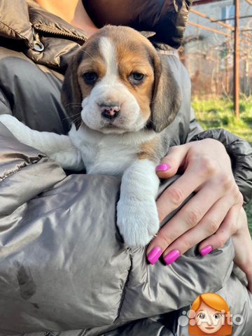 Бигль щенки