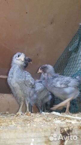 Доминант 107 (21 день)