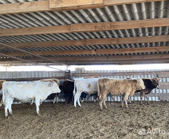 Продаются бычки симменталы
