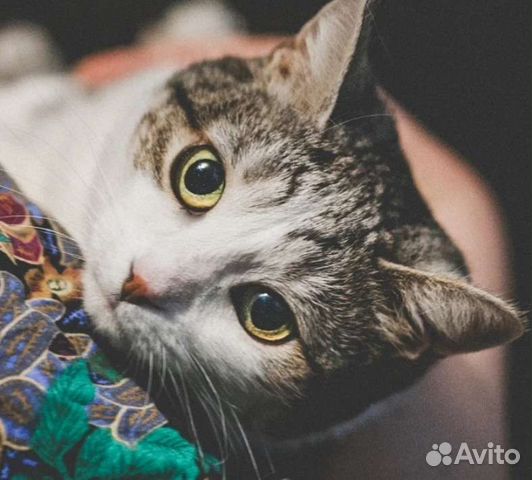 Кошечка Зося грустит без хозяев