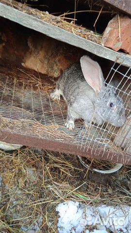 Продам кроликов