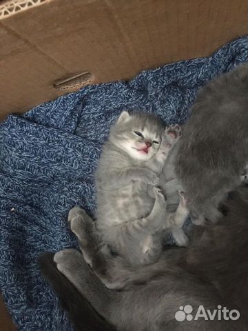 Котята мама Британская, папа дворовой